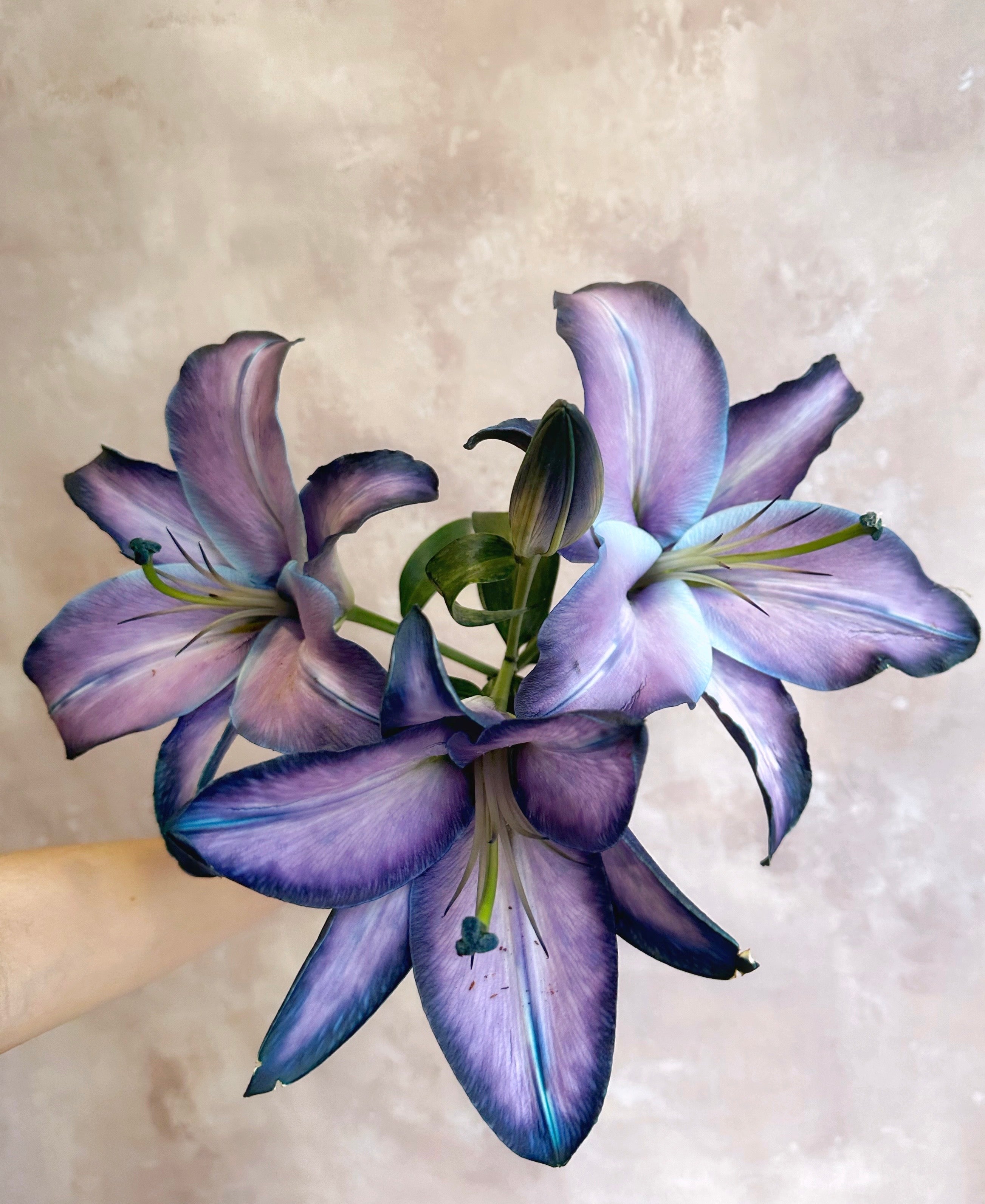 Tinted flowers – Whimsy Flos Studio