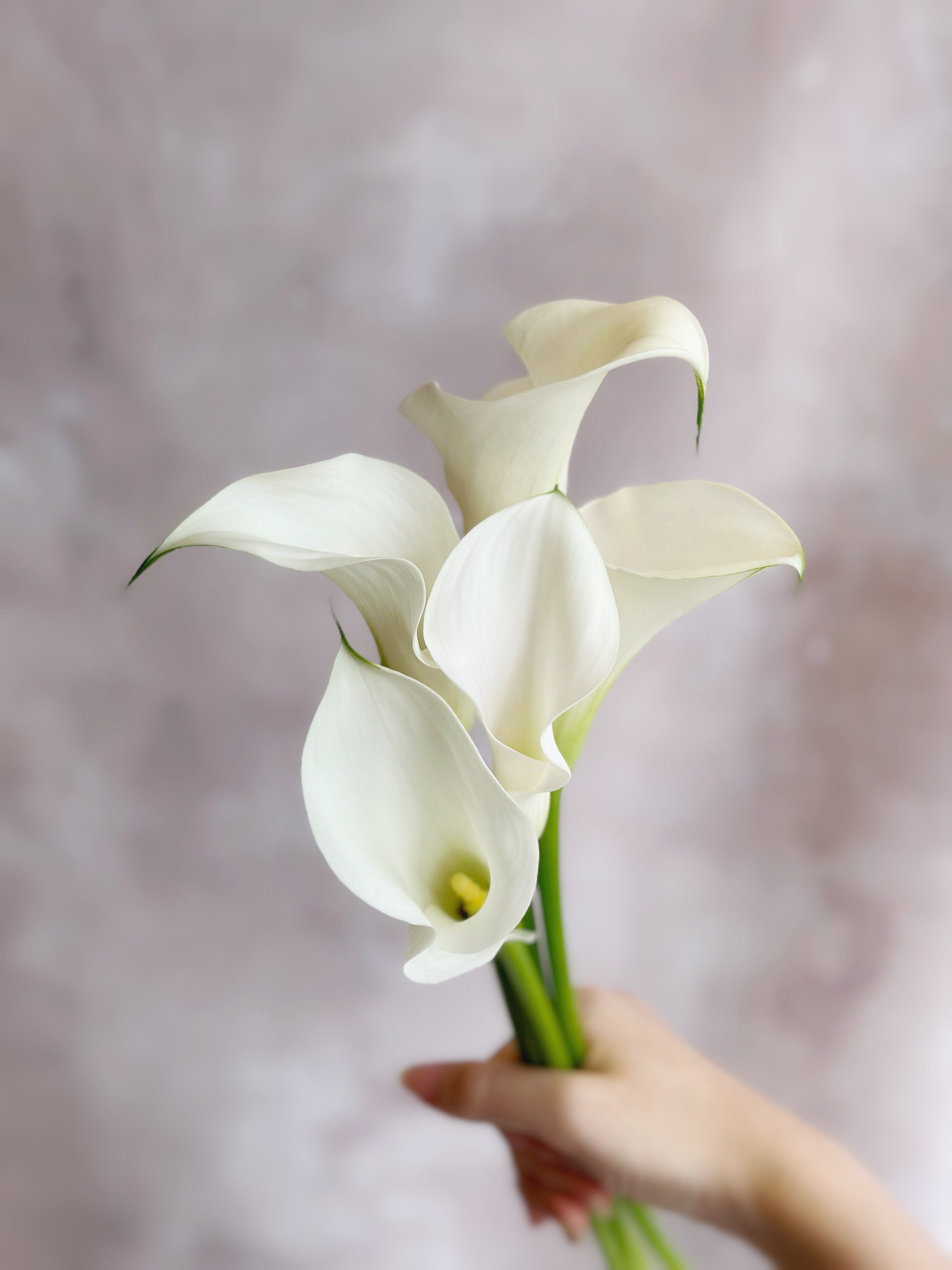 Calla lily – Whimsy Flos Studio